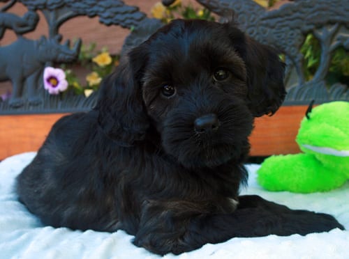 Josie Black Tan Phantom Femle 7wks Pacific Rim Labradoodles